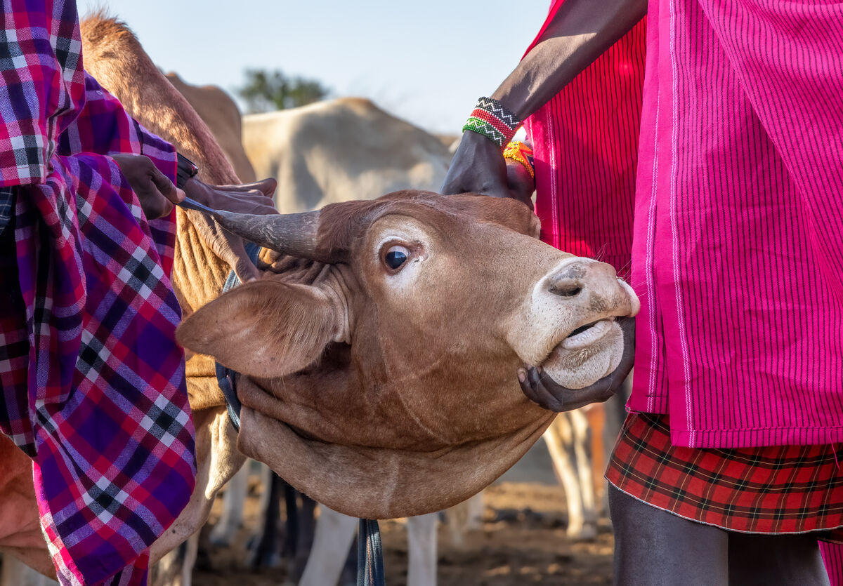 A Maasai tradition: To a westerner, traditional eating for the Maasai ...