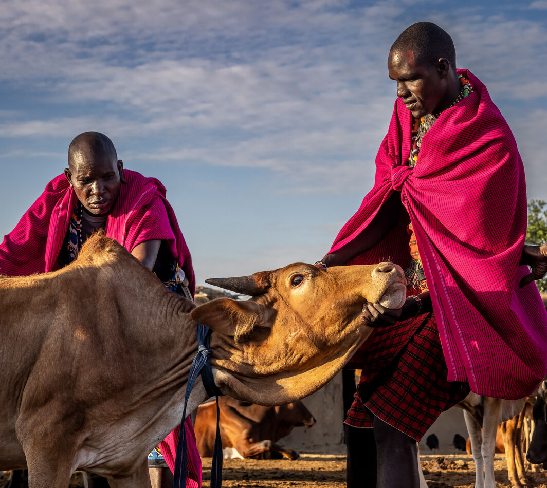 A Maasai tradition: To a westerner, traditional eating for the Maasai ...