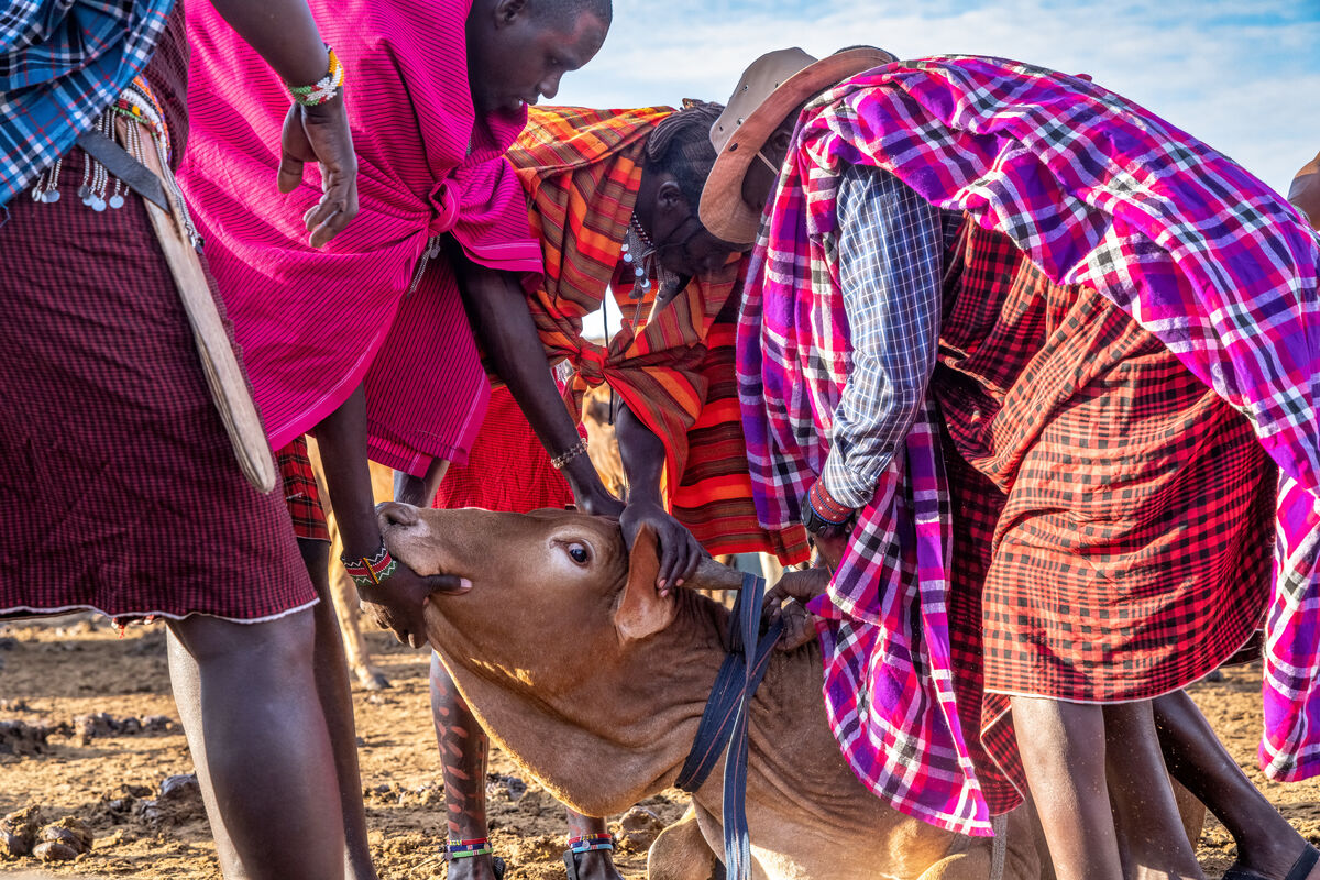 A Maasai tradition: To a westerner, traditional eating for the Maasai may seem distinctly ...