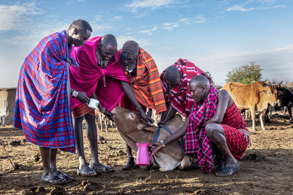 A Maasai tradition: To a westerner, traditional eating for the Maasai ...