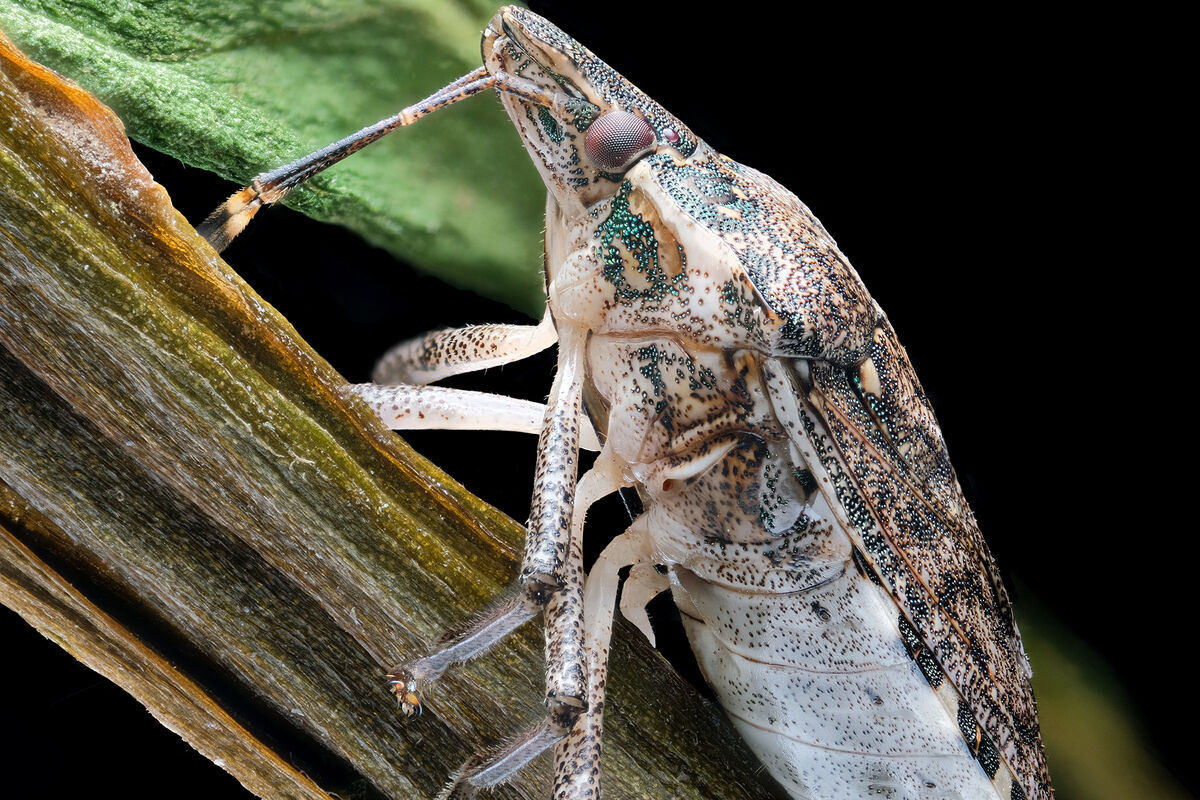 Focus Stacked Image of a Brown Marmorated Stink Bug: It's stink bug ...