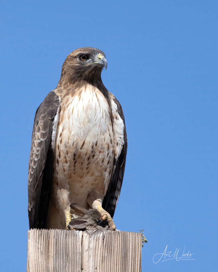 AZ Desert Red-Tailed Hawks: Went out to the farmland area and got a ...