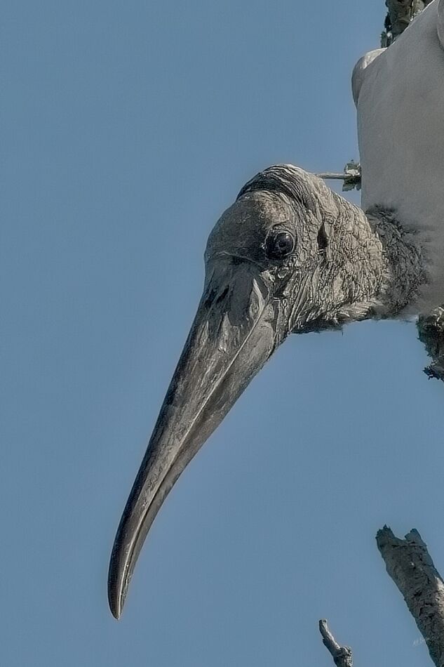 How Dare You Say I'm Not Pretty! A flock of wood storks dropped by and ...