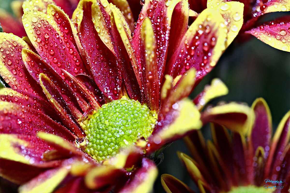 Closeup African Daisy: Camera: Canon 50D Lens: Canon EF-S 60mm Macro ...