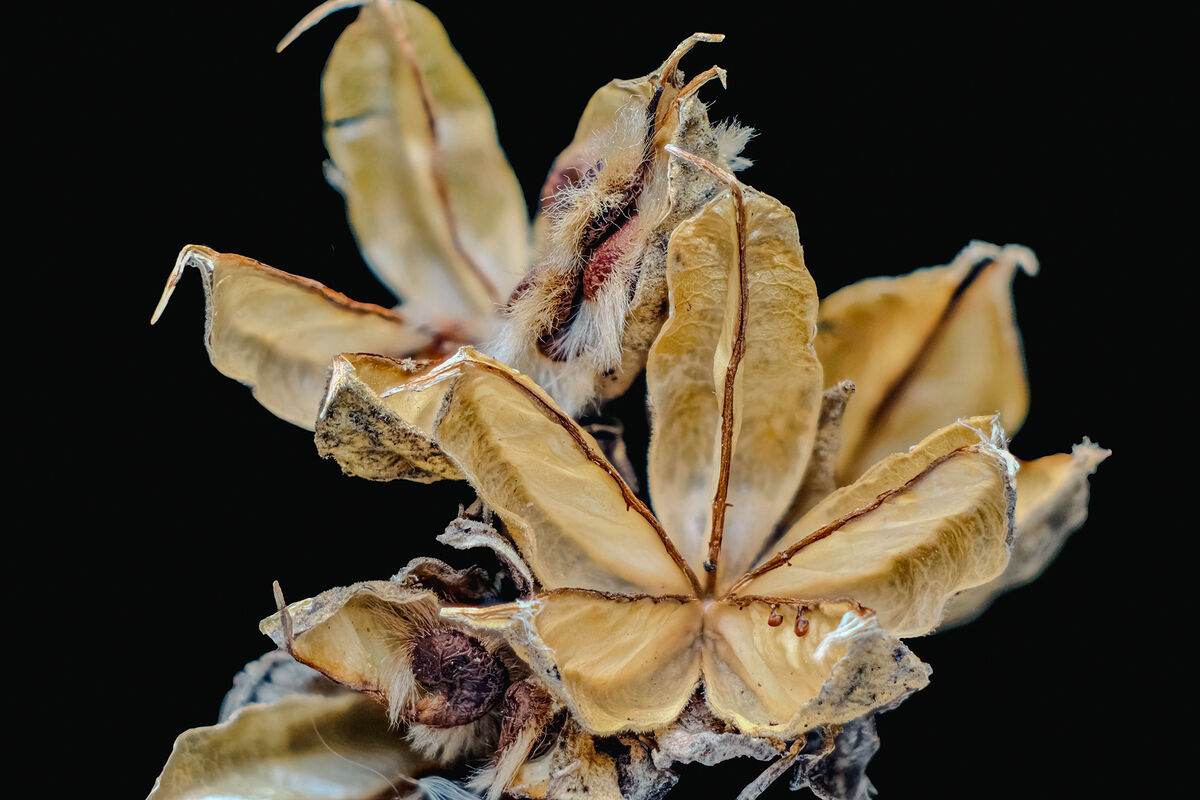 Focus Stacked Image of a Hibiscus Seed Pod: This is a repost of the ...