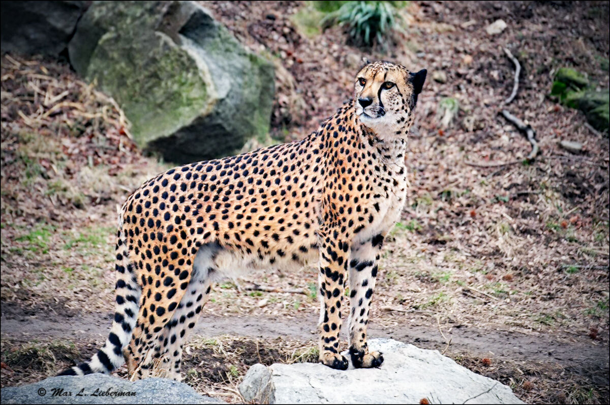 Cheetah. Philadelphia Zoo. Feb. 12, 2006: Taken with Nikon N8008. Slide ...