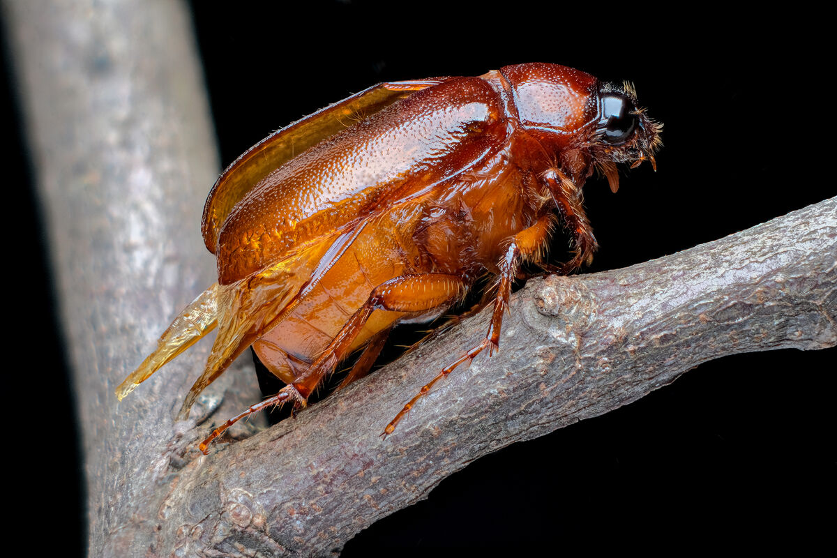 Focus Stacked Image of a June Bug: What better way to spend a cold dark ...