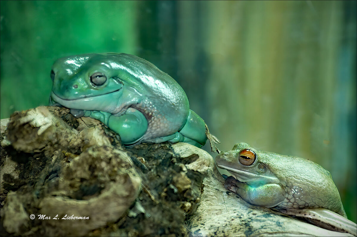 Solomon Island Eyelash Frogs: Solomon Islands Eyelash Frogs ...