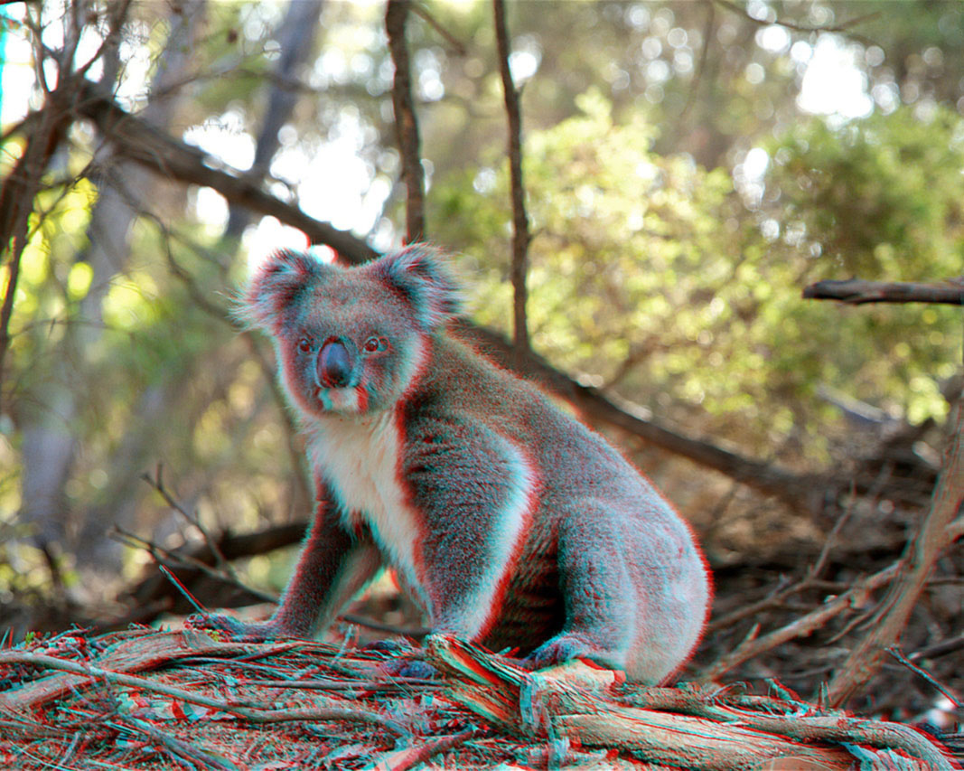 3D - Koala Marsupial: You will need a pair of anaglyph glasses to view ...