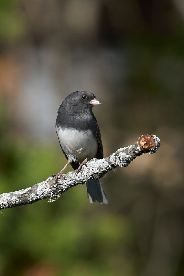 More Dark-eyed Juncos: Their migration pattern tells me when Winter and ...