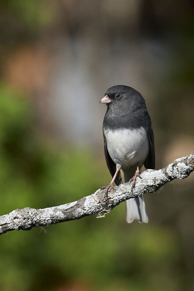 More Dark-eyed Juncos: Their migration pattern tells me when Winter and ...