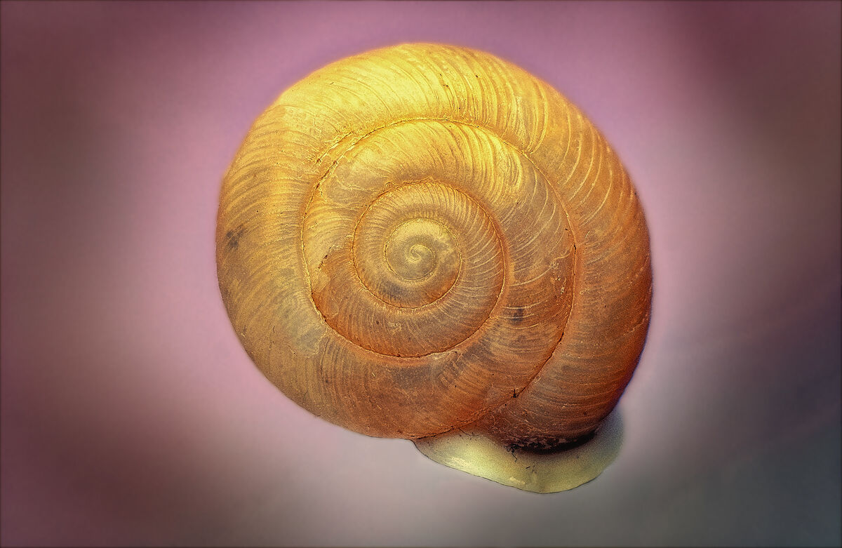 Focus Stacked Image of a Snail Shell: This is a small snail shell from ...