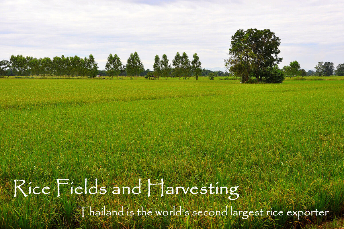 S & E Asia 167 - N Thailand 25: En route to Chiang Rai: Rice fields ...
