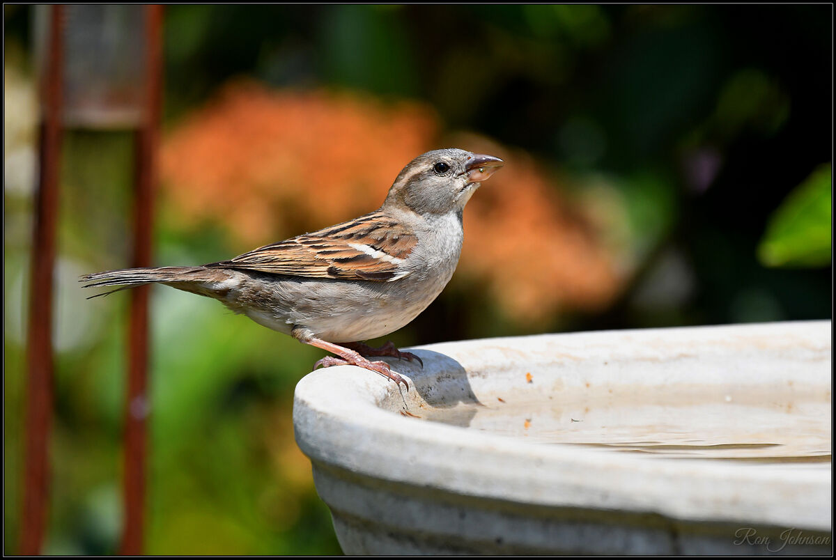 Spoggy: A Sparrow actually, Spoggy is the Aussie slang for it. Enjoying ...