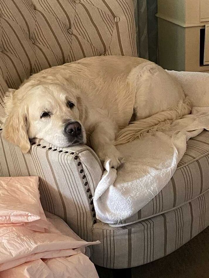 Relaxed pooch: My parents senior lab Bo enjoying his chair not a worry ...