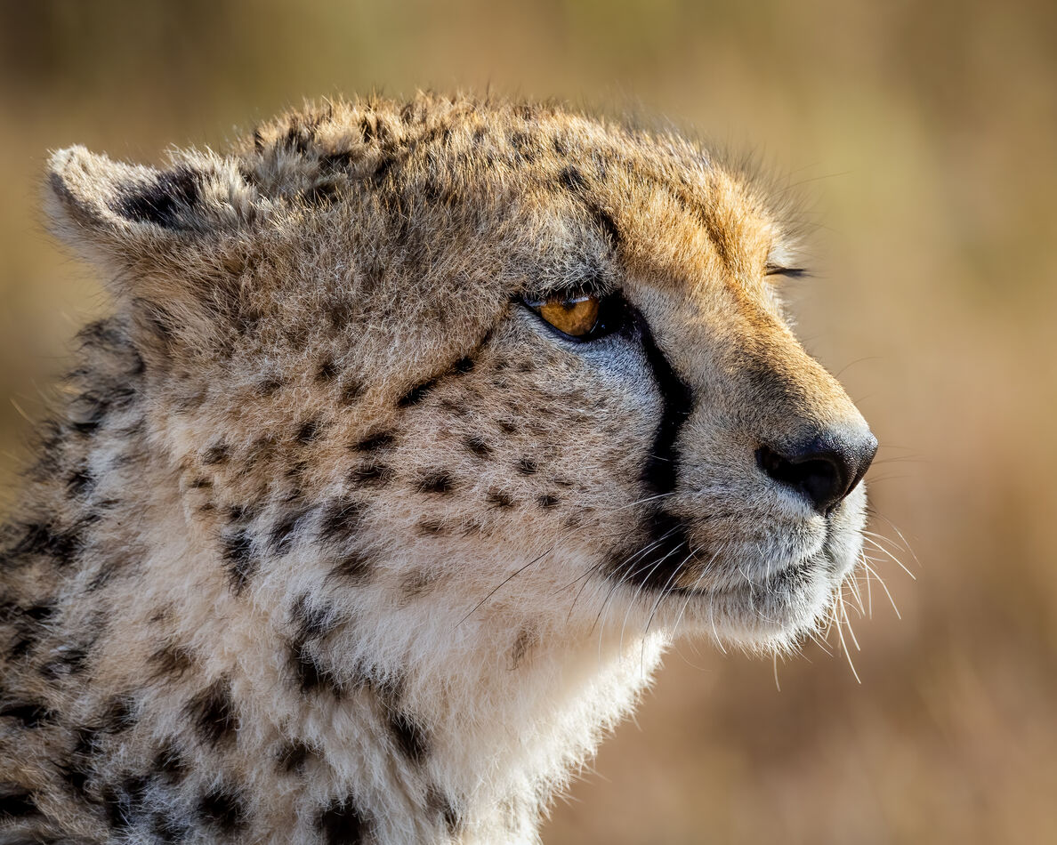 For the Cheetah lovers: 3 different portrait shots. They always look so ...