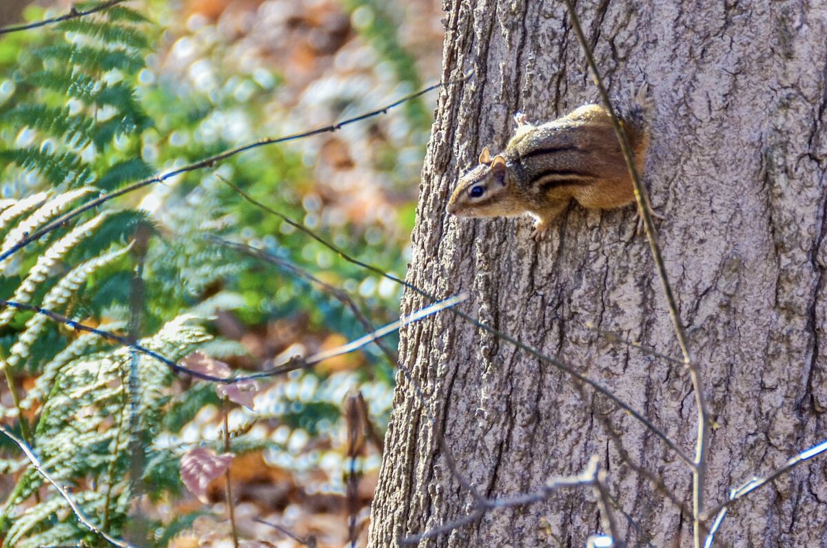 If I sit really still, maybe he won’t see me here: Creature in the ...