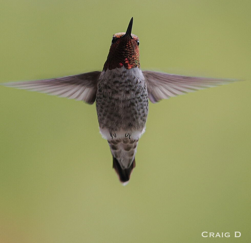 Anna’s Hummingbird: This is was at our cousin’s house during a trip to ...