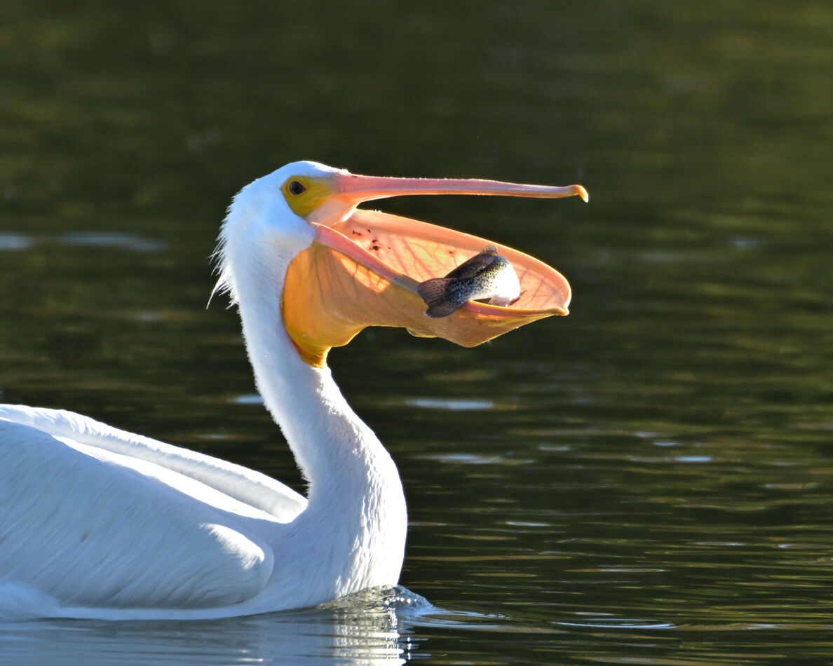 BWF: Birds with fish. Eating good in the neighborhood at Santee Lakes.