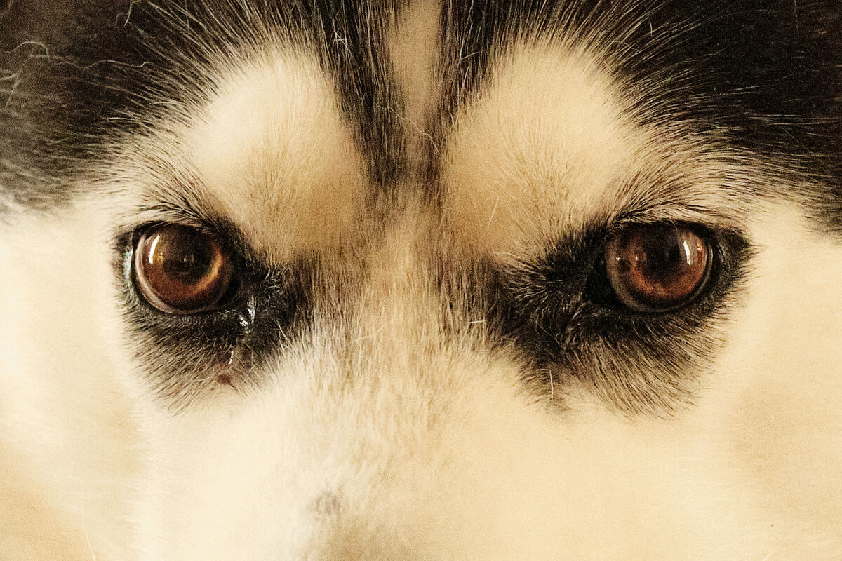 Mia the Husky—Her eyes: Kind of rare to see two brown eyes on a Husky ...