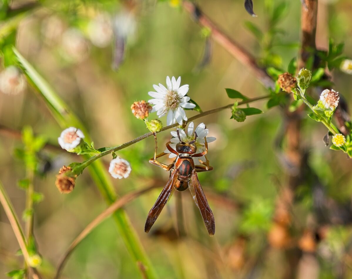 Bug Walk: I took a "macro walk" around my property. The wasps were active. Most of the other ...