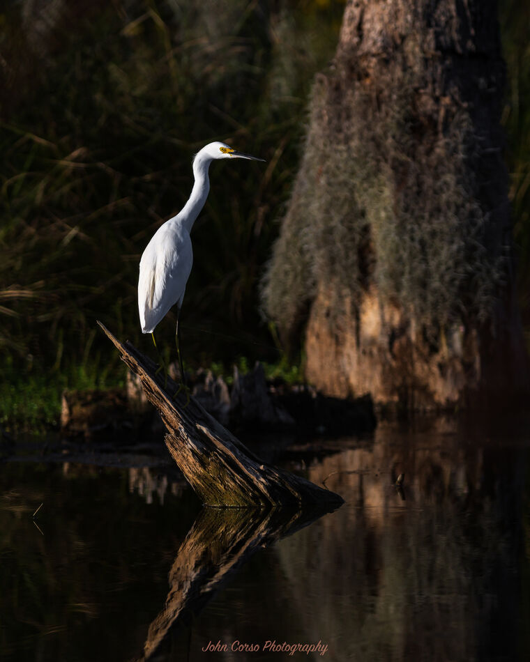 South Louisiana Swamp Egret: A Great White Egret taking a break from ...
