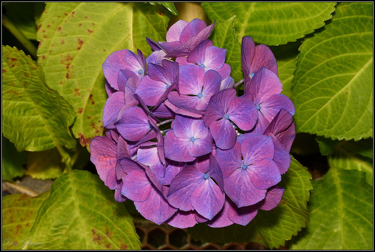 Hydrangea: Just started blooming a week ago... :sm02: And Lorraine's ...