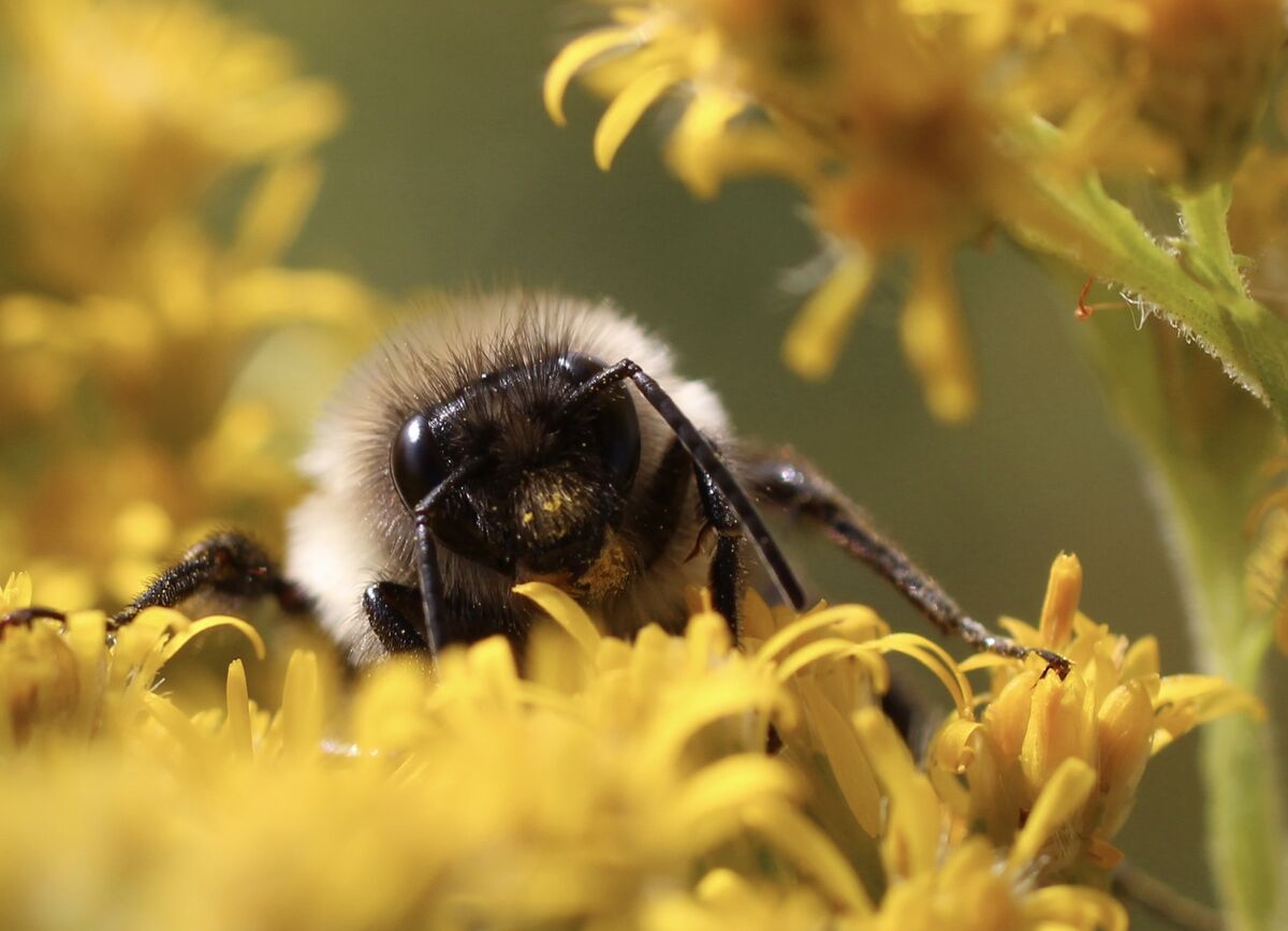 To cold little bee: This was taken Nov 14 and I was surprised to see ...