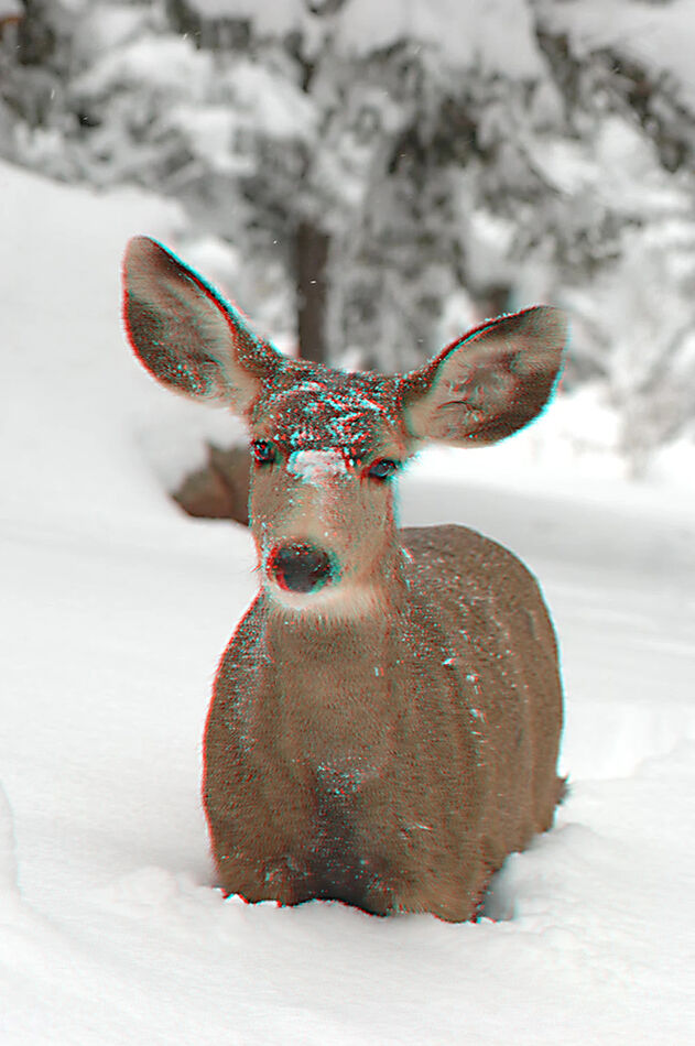 3D - Snow Deep Deer: You will need a pair of anaglyph glasses to view ...