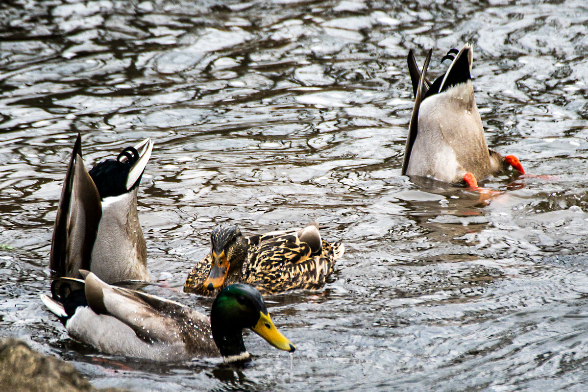 Mallards being Mallards: Dabbling Ducks is right.