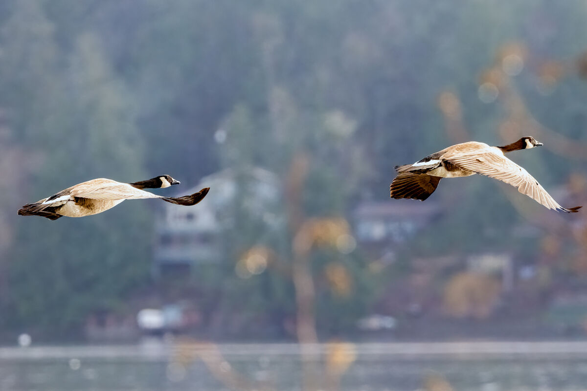 Canada Geese Over Belfair State Park 12-11-2022: Along with other birds ...