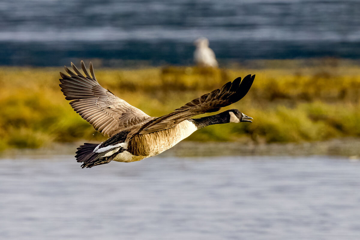 Canada Geese Over Belfair State Park 12-11-2022: Along with other birds ...