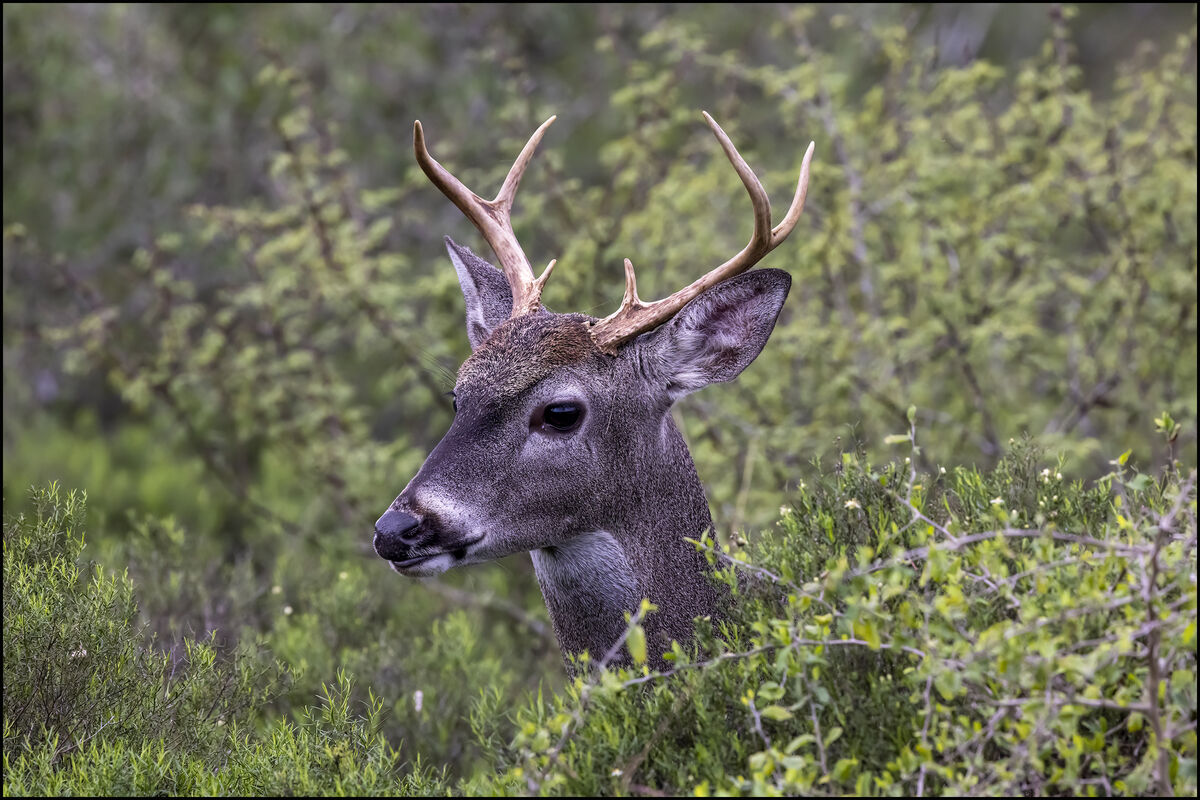 Deer Portraits: These are presented in no particular order. The last ...