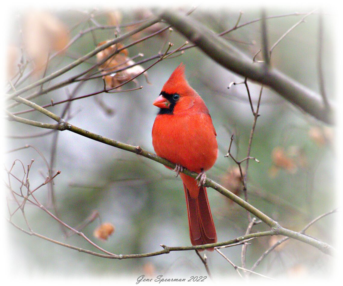 Male Cardinal: Flocks of these in the yard.