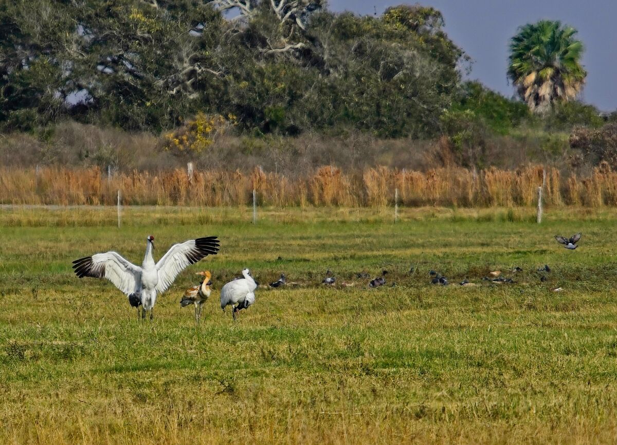 Sandhill Cranes and whooping cranes: Whoopers are endangered and are ...