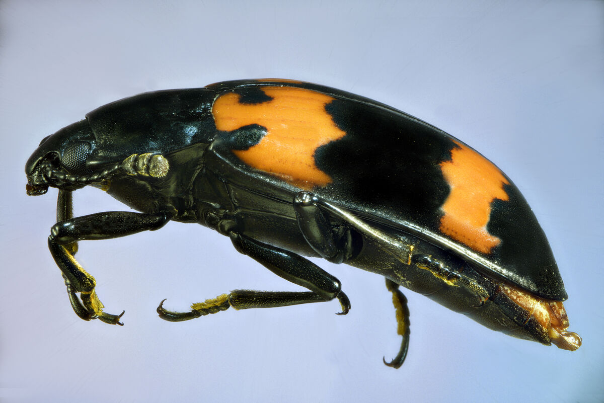 Focus Stacked Image of a Sap Beetle: This is a focus-stacked image of ...