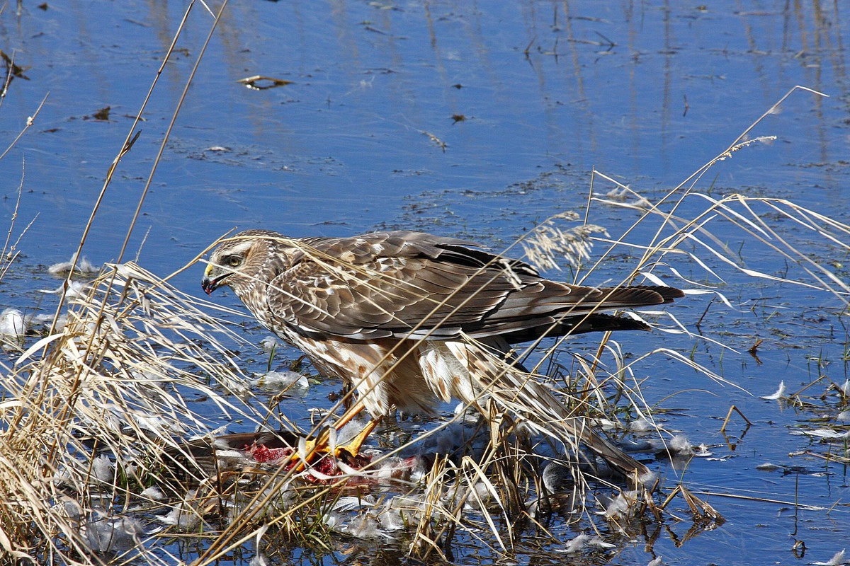 We used to call them Marsh Hawks: Now they are called Northern Harriers ...