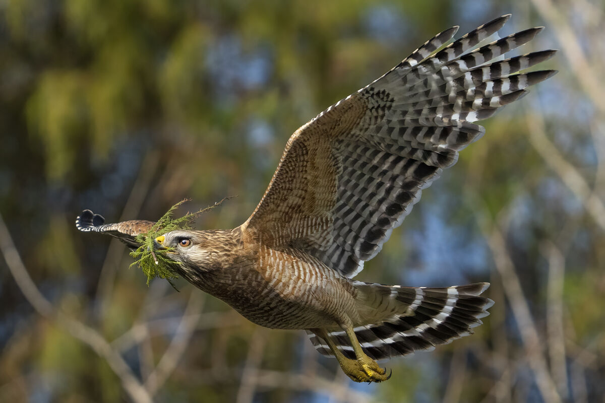 Red Shoulder Hawk bringing in greens for the nest. Green Cay Florida ...