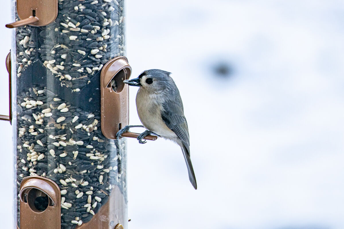 Snow is here and backyard birds are back: Tufted titmouse, White ...
