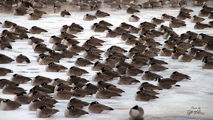 Geese on the Wapsipinicon River: Geese gather every Winter below the ...
