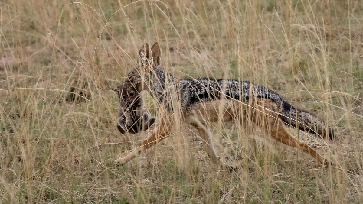 Silver back jackal: The first two photos were exciting as I had never ...