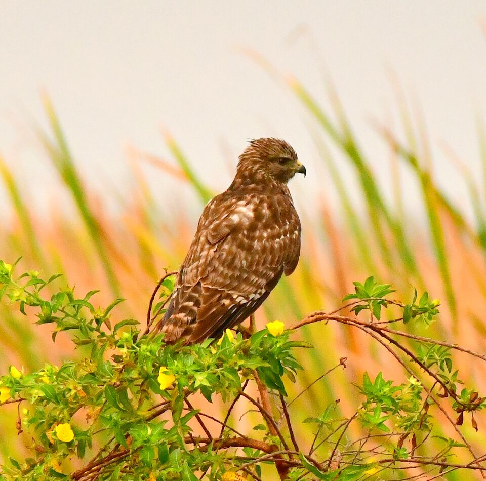 Broad Winged Hawk: From Lake Apopka. I first thought this was a Red ...