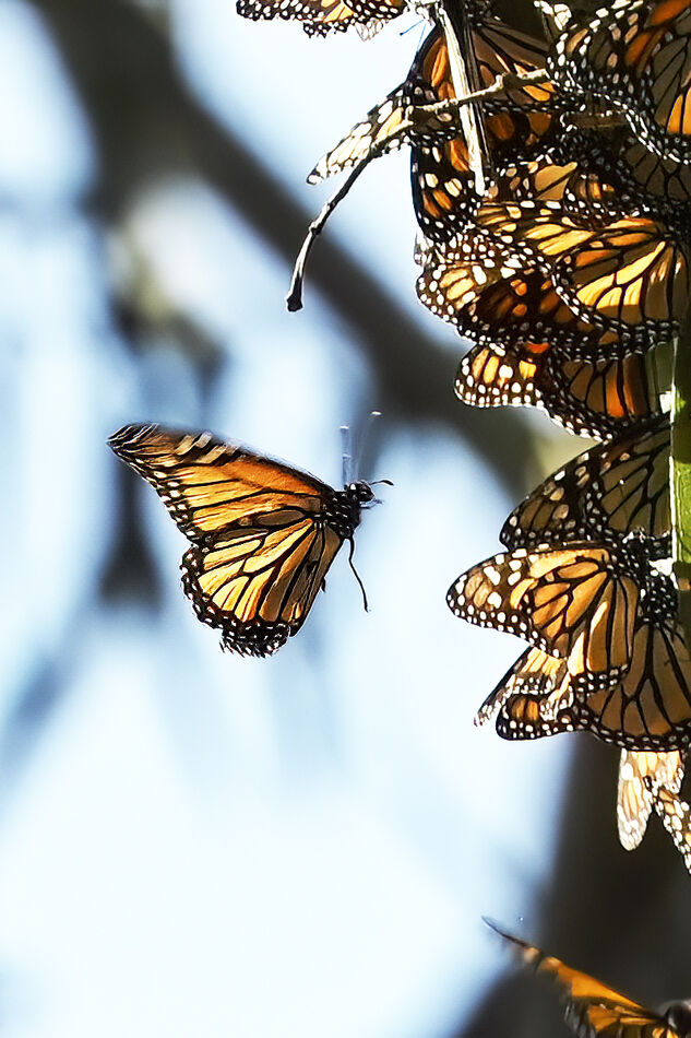 BIF: Bet you thought "Birds In Flight"! Wrong, Butterflies in Flight ...