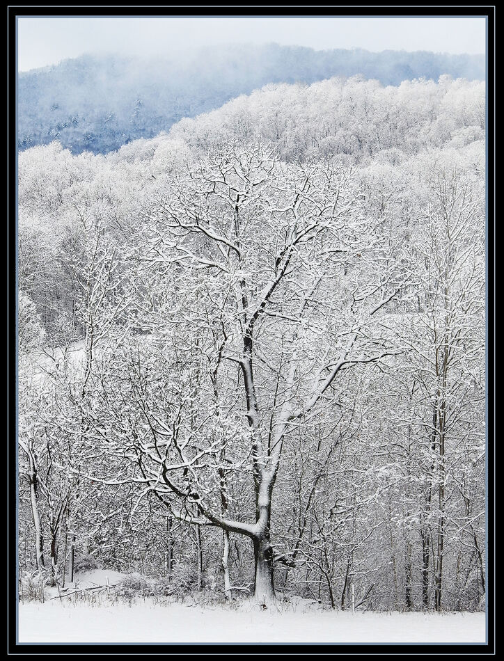 Mountain Snow Trees: After the leaves have gone the tree bark turns ...