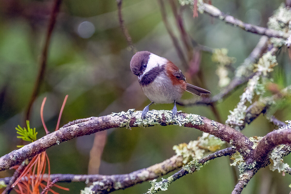 Chestnut-backed Chickadee: It is raining very hard here in the PNW. The ...