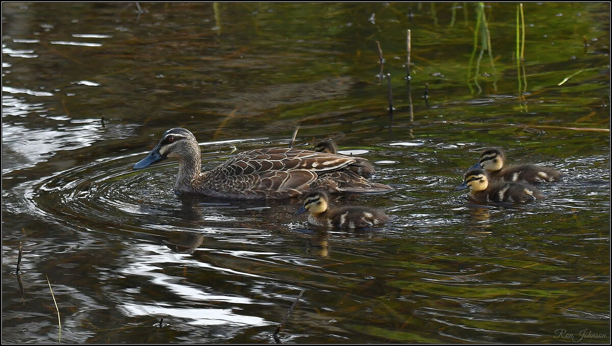 Mum & the kids: A Pacific Black Duck with her chicks. Taken at ...