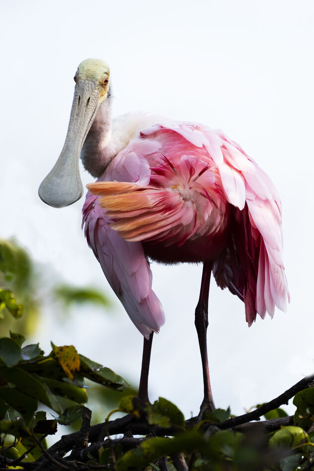 Male Roseate Spoonbill grooming his tail feathers: Male Roseate ...