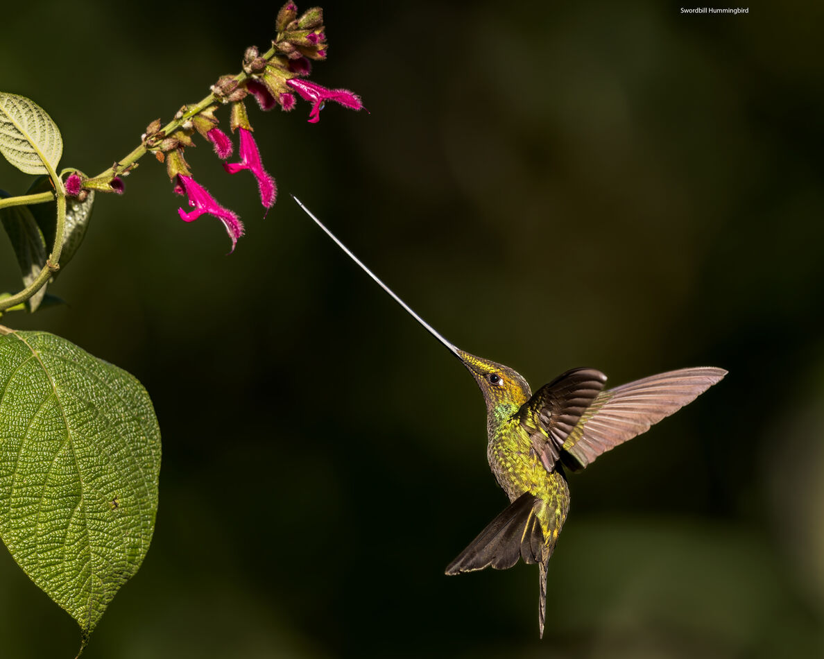 Difficult bird to compose in an image: This is among the most unique ...