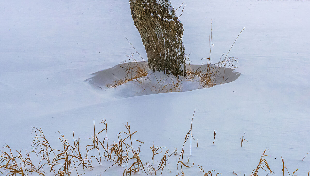 Wind Effect: Wind effect on snow & tree...