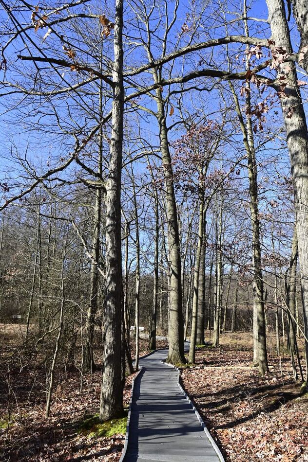 Kent bog: Small park in Kent Ohio...